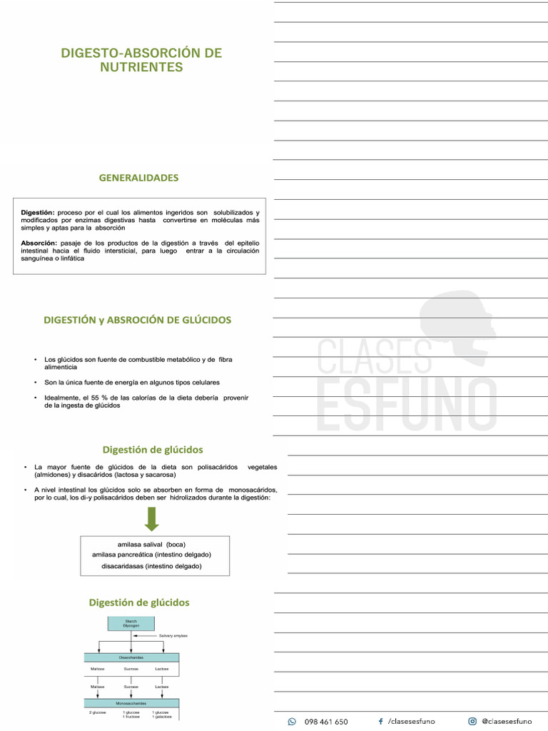 2 - Digesto Absorcion de Nutrientes #ClasesESFUNO | PDF