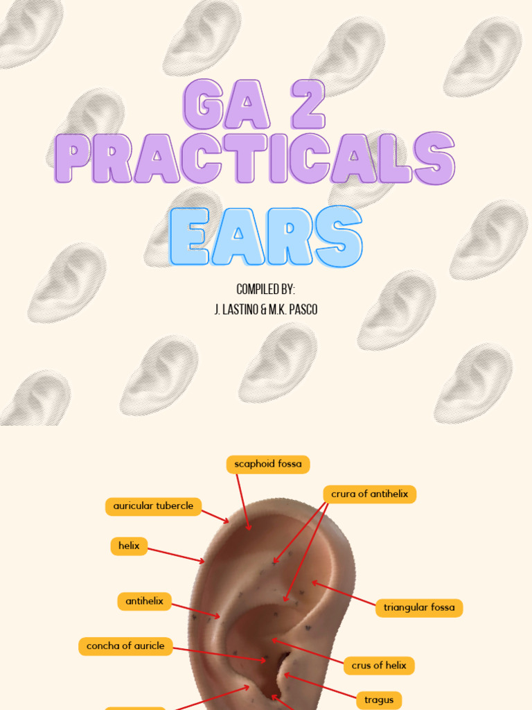 GA 2 Practicals - Eyes & Ears 2 Models Labels | PDF | Ear | Auditory System