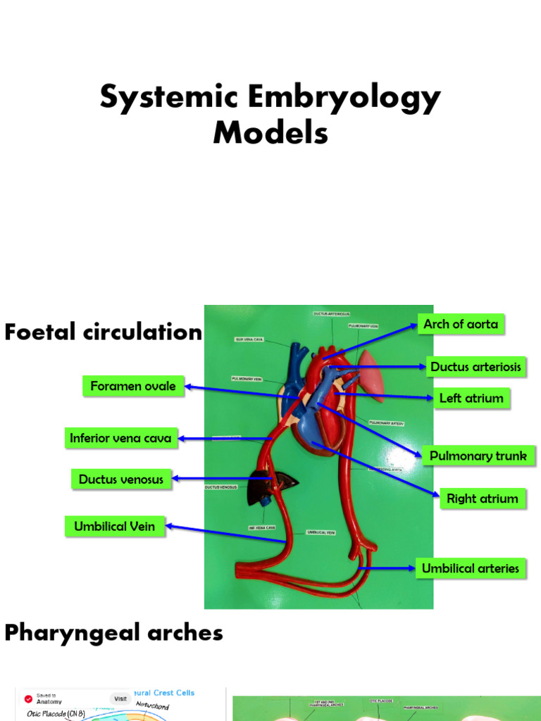 Systemic Embryology | PDF