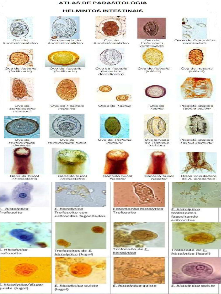 Manual Micro Pract y Atlas Paracitologia - Compressed | PDF
