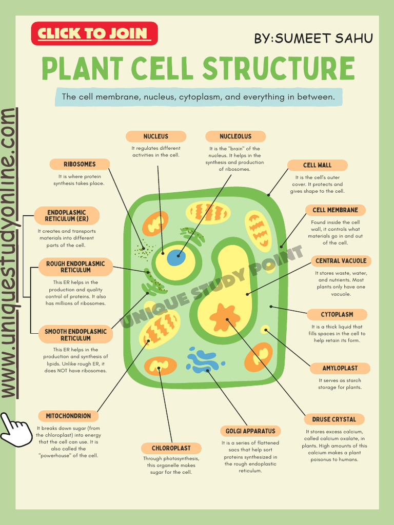 Usp - Plant Cell Structure - 20241006 - 213729 - 0000 | PDF ...