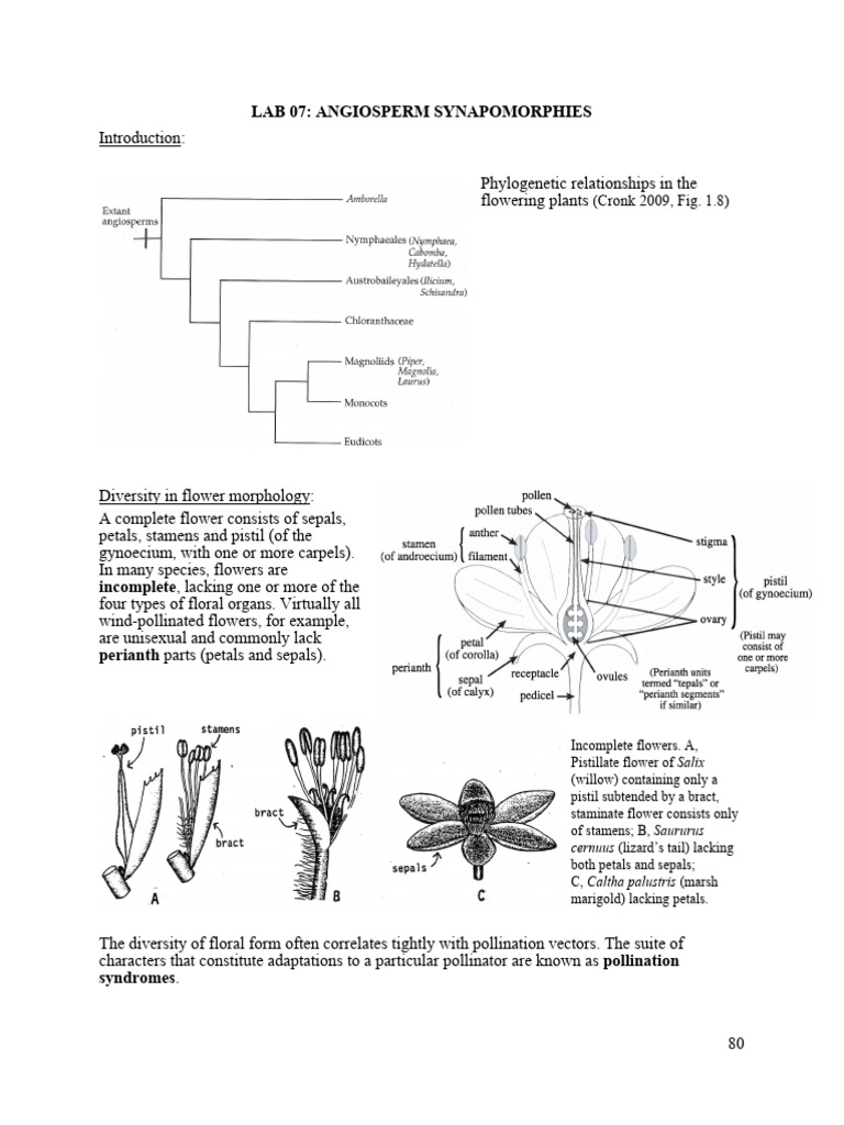 Angiosperm Flower Diversity and Evolution | PDF | Fruit | Flowers