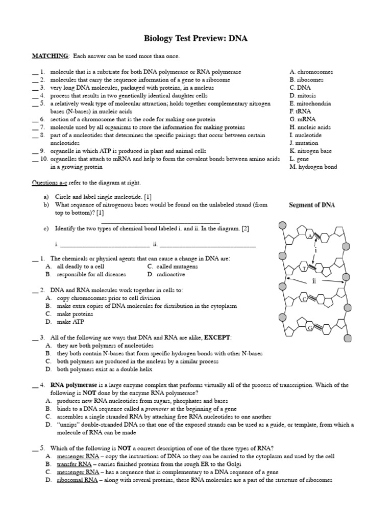 Test Preview Ch 12-13 DNA 2024 | PDF | Rna | Dna