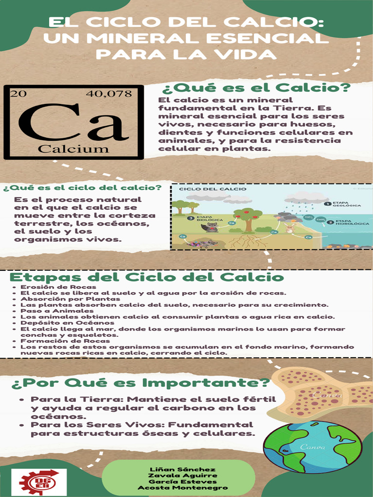 El Ciclo Del Calcio Un Mineral Esencial para La Vida | PDF | Ciencias sociales | Salud y bienestar