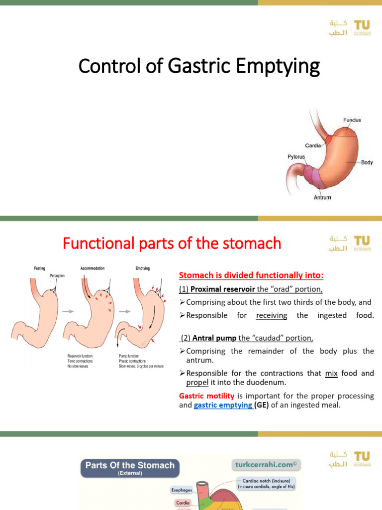Mechanisms of Gastric Emptying Control | PDF | Stomach ...