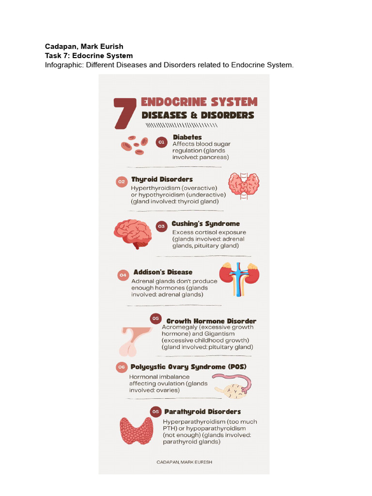 Task 7 - Endocrine System | PDF | Adrenal Gland | Endocrine System
