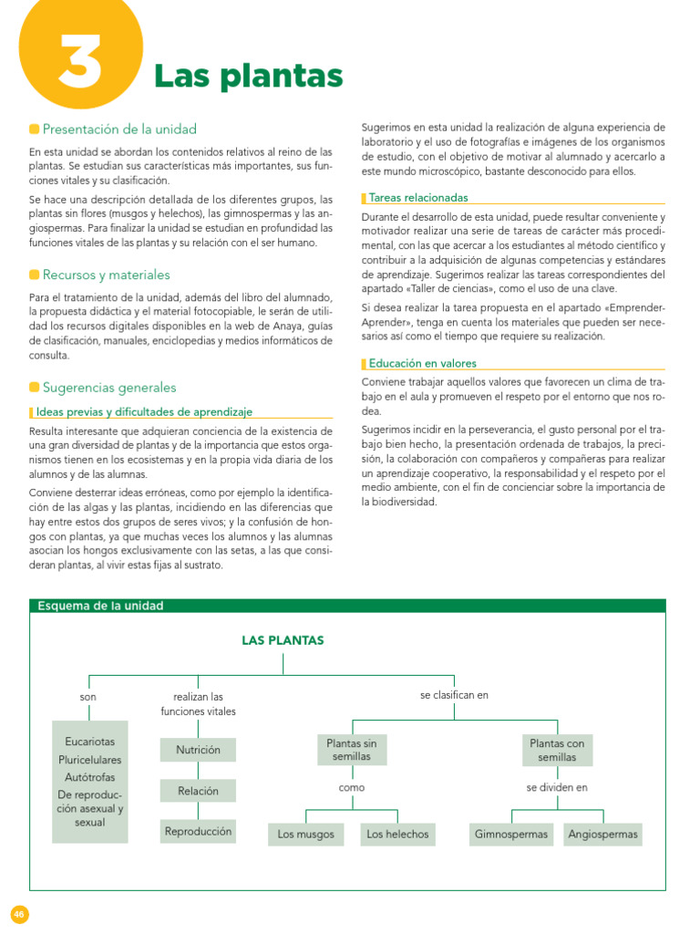 Las Plantas: Presentación de La Unidad | PDF | Flores | Plantas