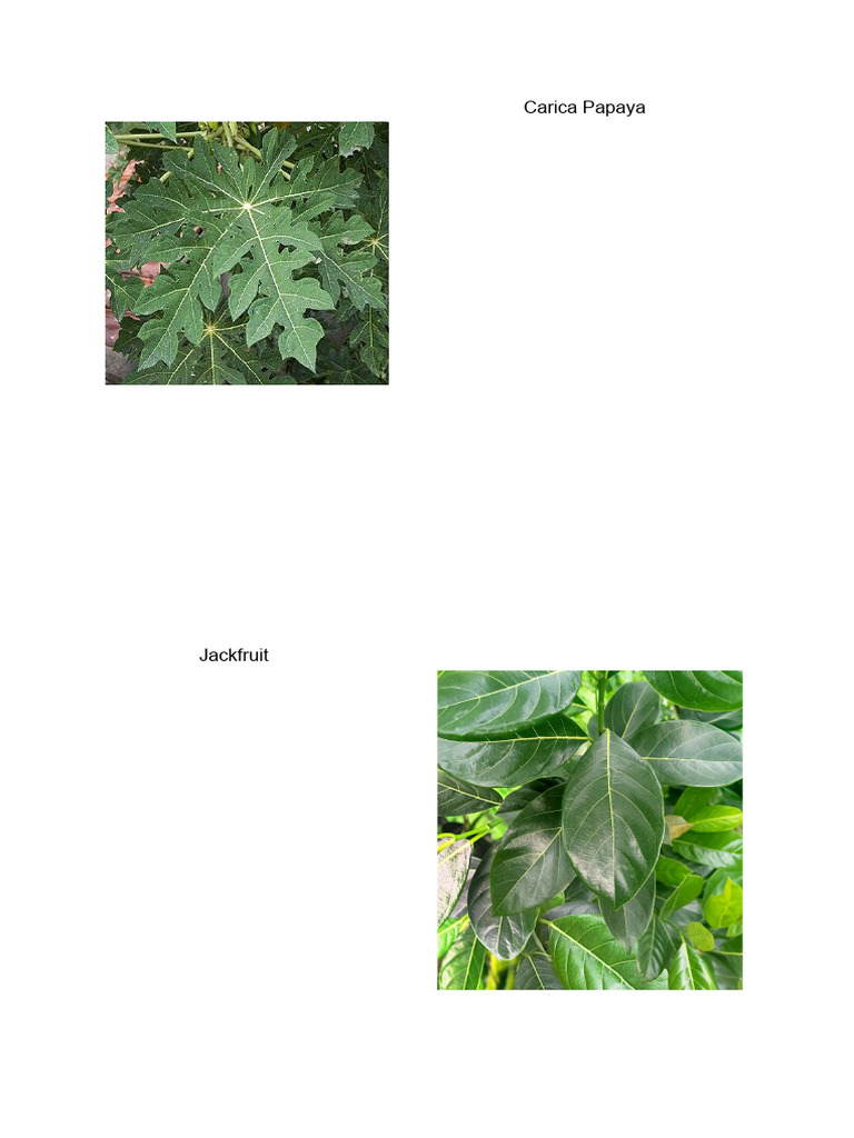 The Systematic Position of 15 Plants and 15 Animals | PDF