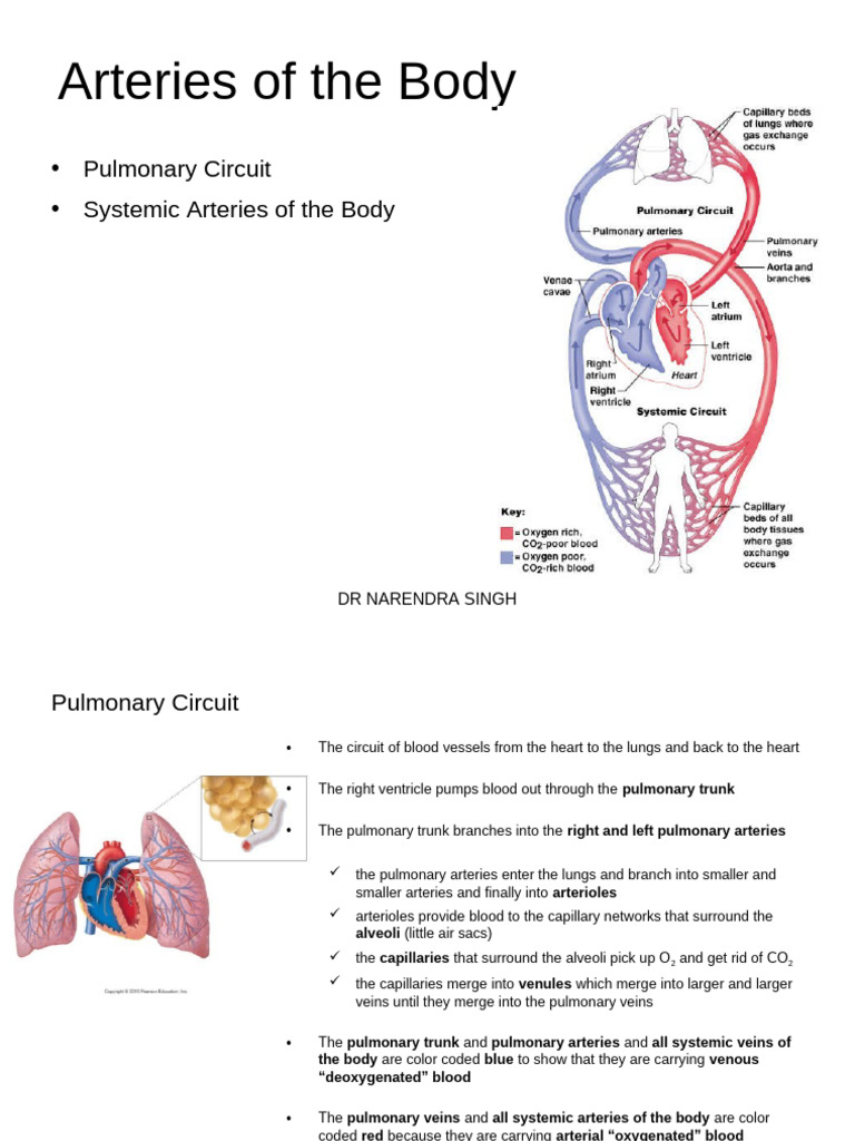 3 Arteries of Body | PDF | Aorta | Common Carotid Artery