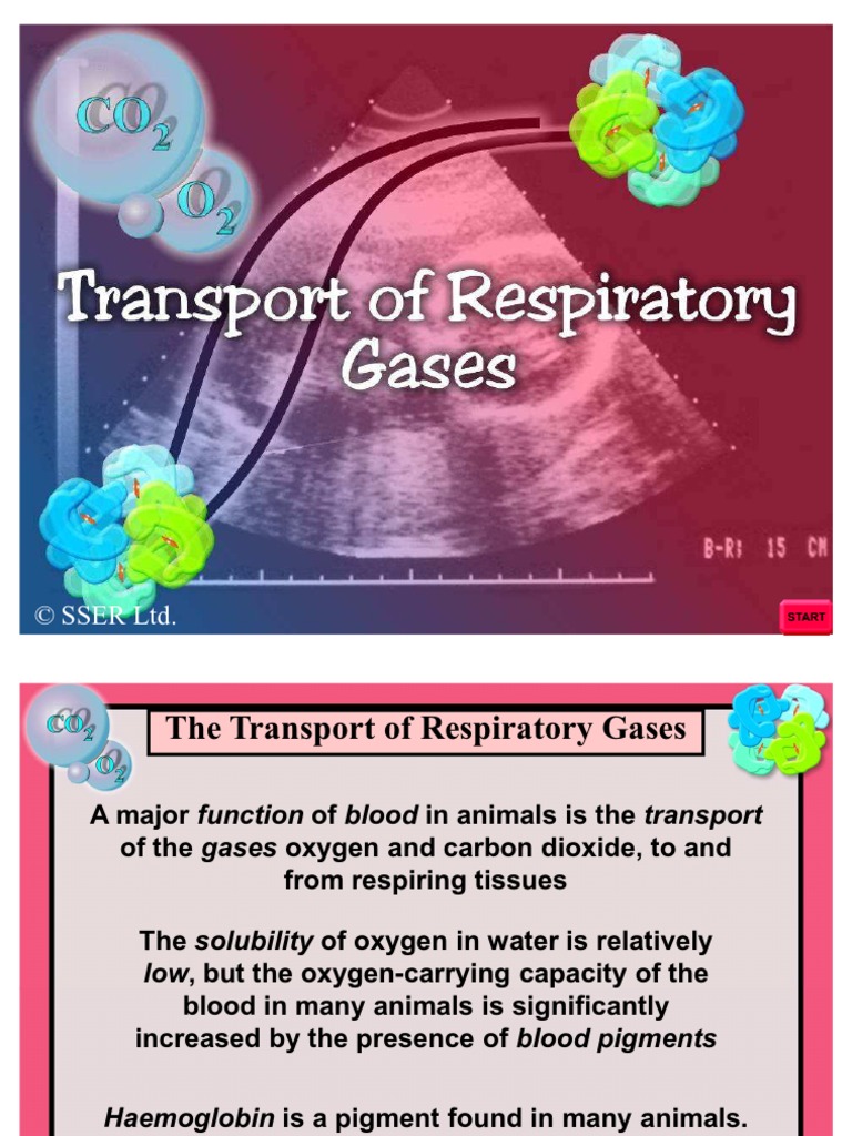 Transport of Respiratory Gases | Download Free PDF | Hemoglobin ...