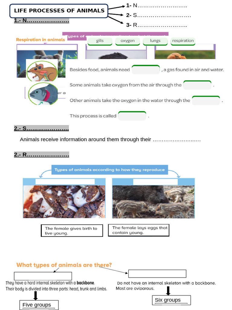 Tem - 2 - Life Process - of Animals | PDF