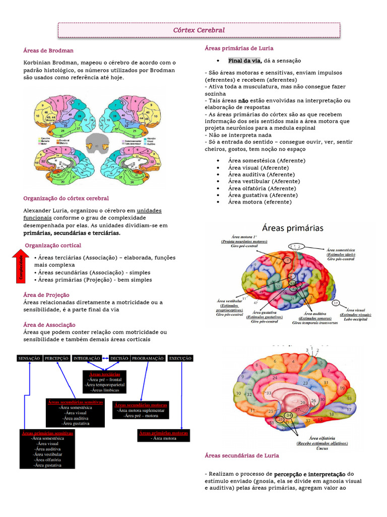 Sp5 - Cortex Cerebral | PDF | Córtex cerebral | Cérebro