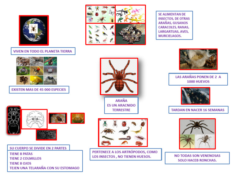 Datos Curiosos sobre las Arañas | PDF