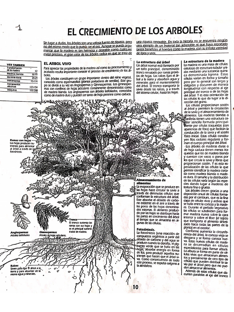 El Crecimiento de Los Árboles | PDF