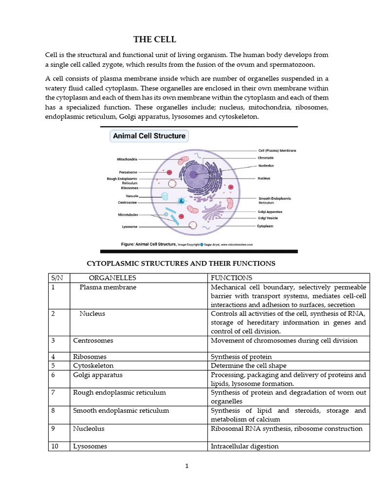 Cell and Tissue For CM | PDF | Mitosis | Epithelium