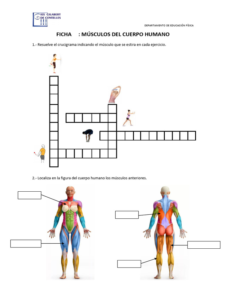 Ficha de Músculos para Niños | PDF | Músculo