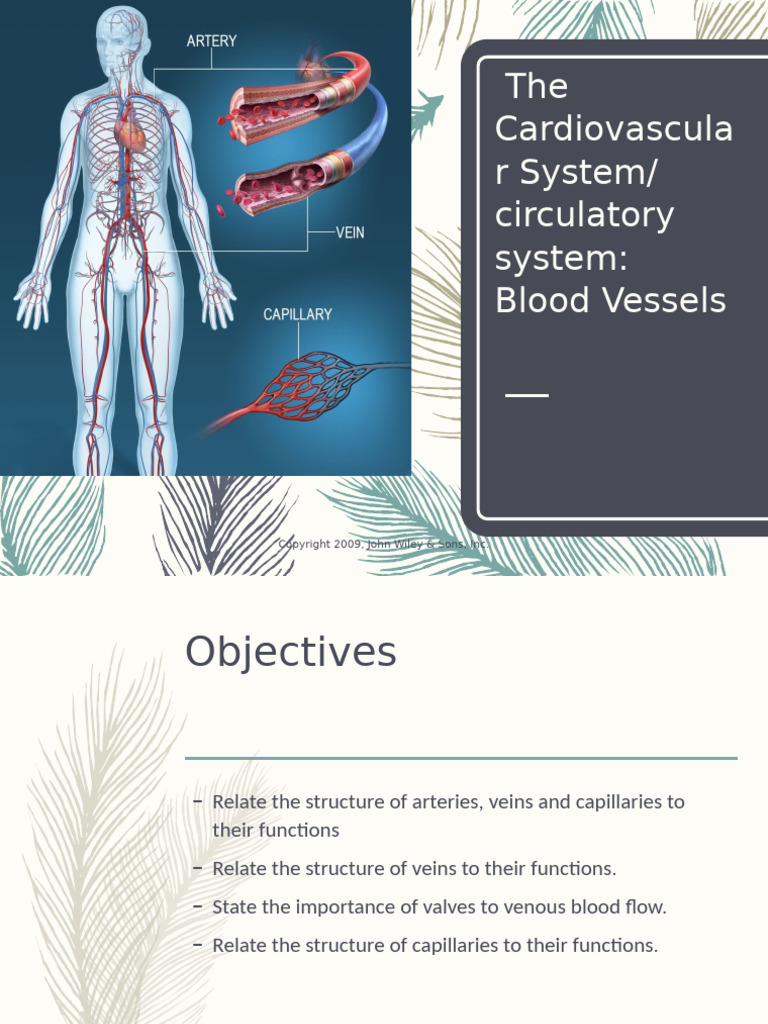 Cardiovascular - Circulatory System - Blood Vessels | PDF | Vein | Artery