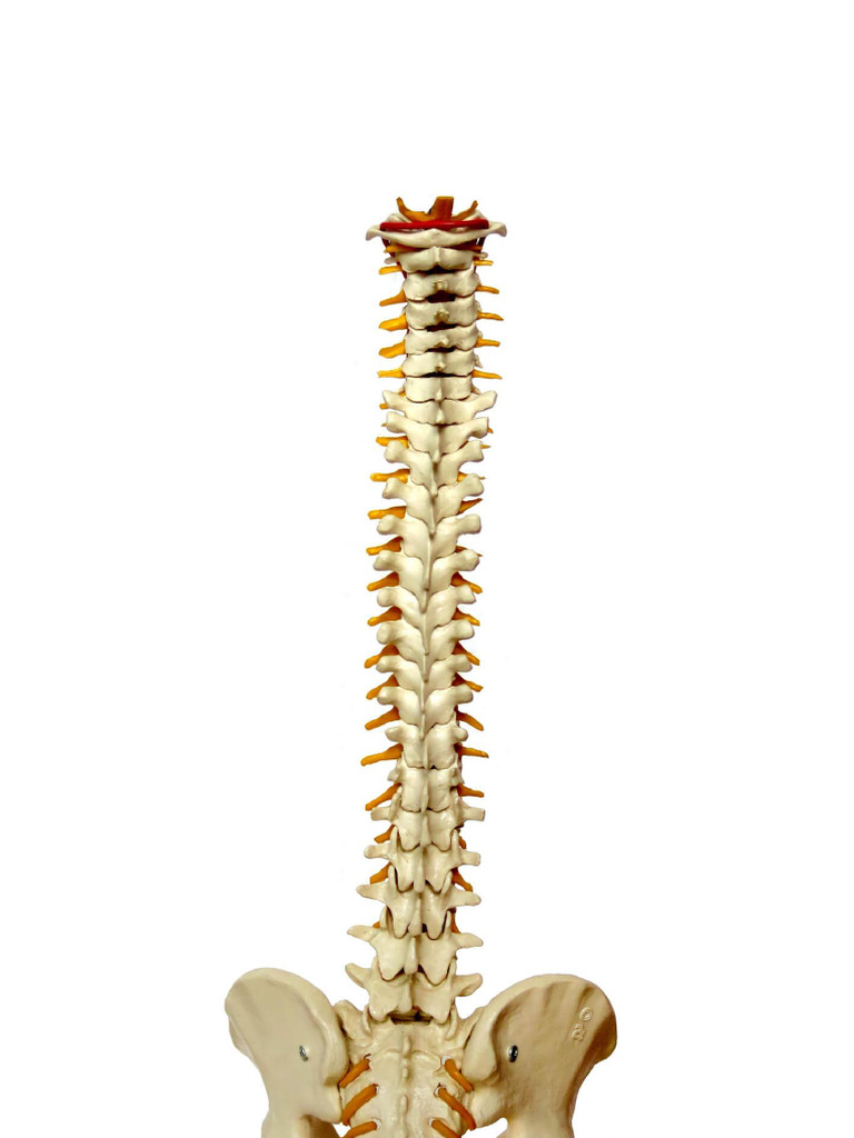 Documento sin título | PDF