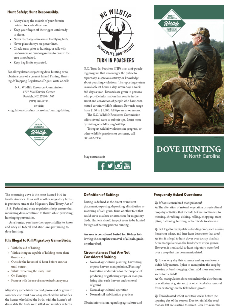 Dove Hunting in North Carolina | PDF | Hunting | Wheat