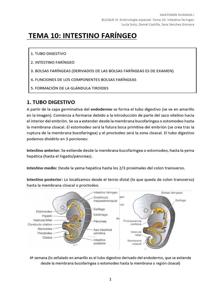 Tema 10 Intestino Faringeo | PDF | Tiroides | Sistema digestivo humano
