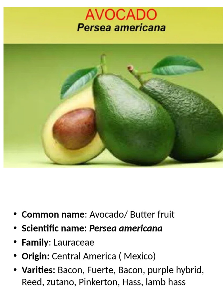 Avocado 5th Sem | PDF | Home & Garden | Science & Mathematics