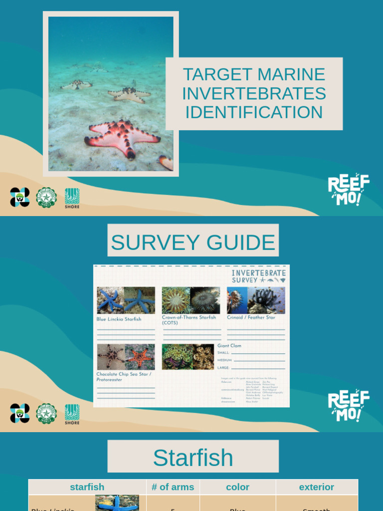 Target Marine Invertebrates Identification - Ddta | PDF