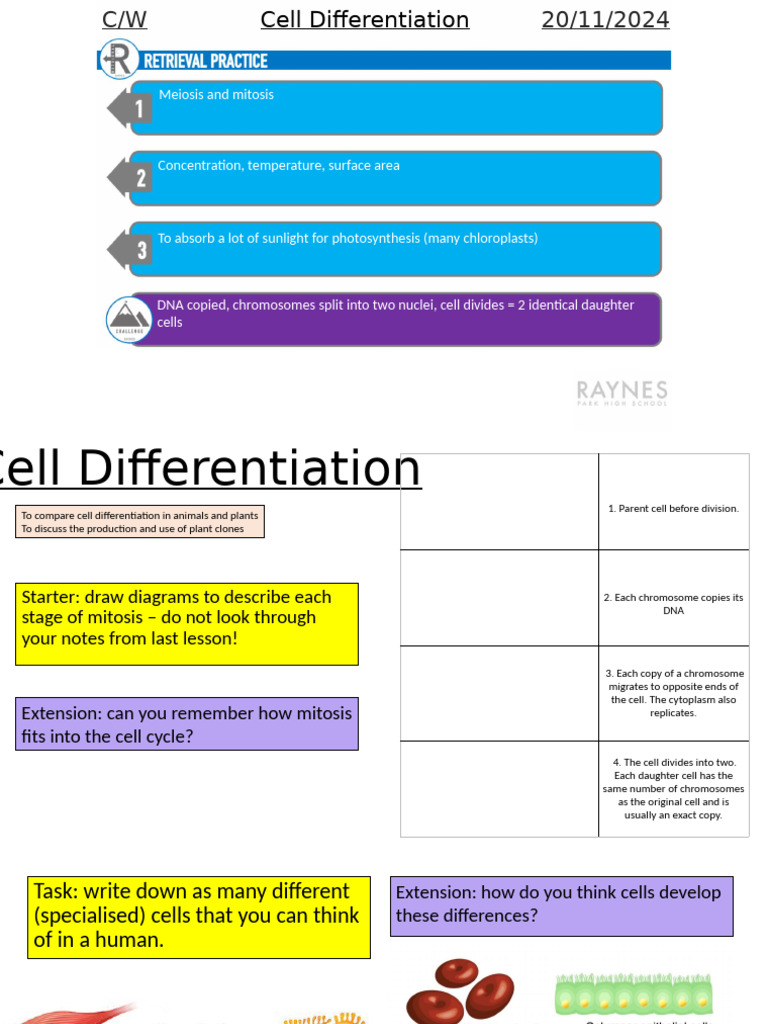 Mitosis and Cell Differentiation Overview | PDF | Cell (Biology) | Mitosis