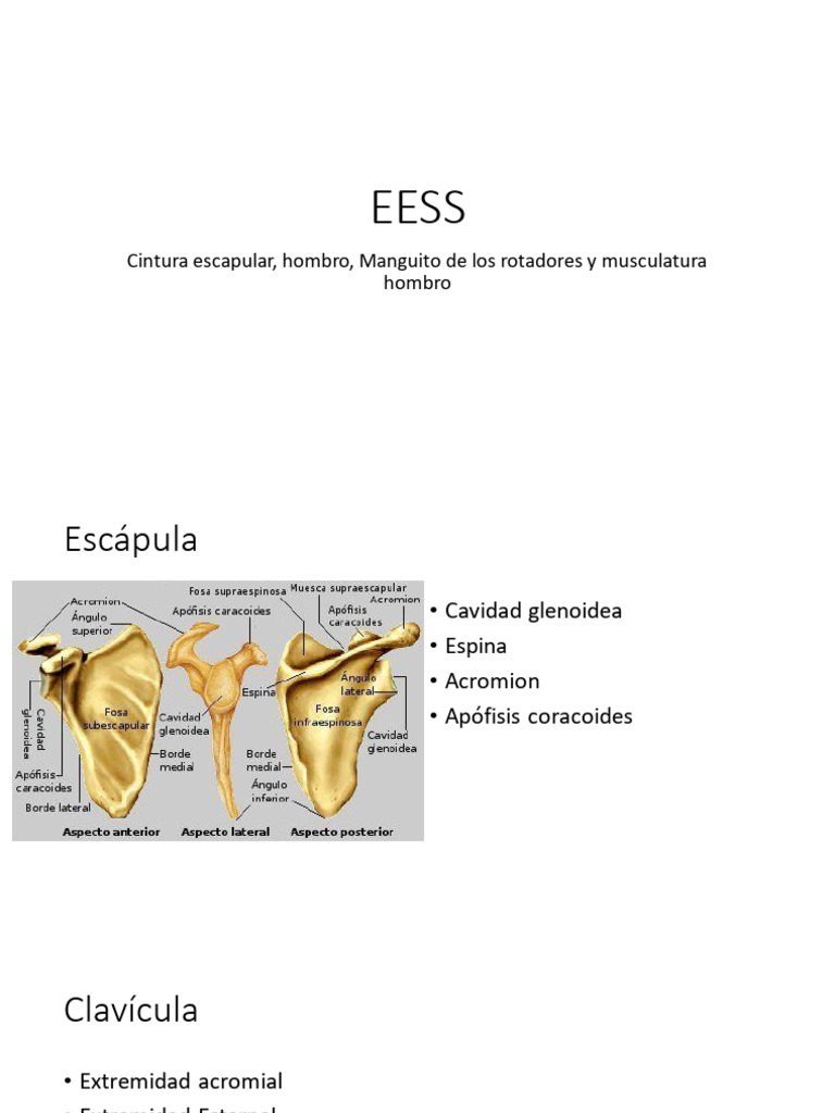 Eess 1 | PDF | Hombro | Sistema esquelético