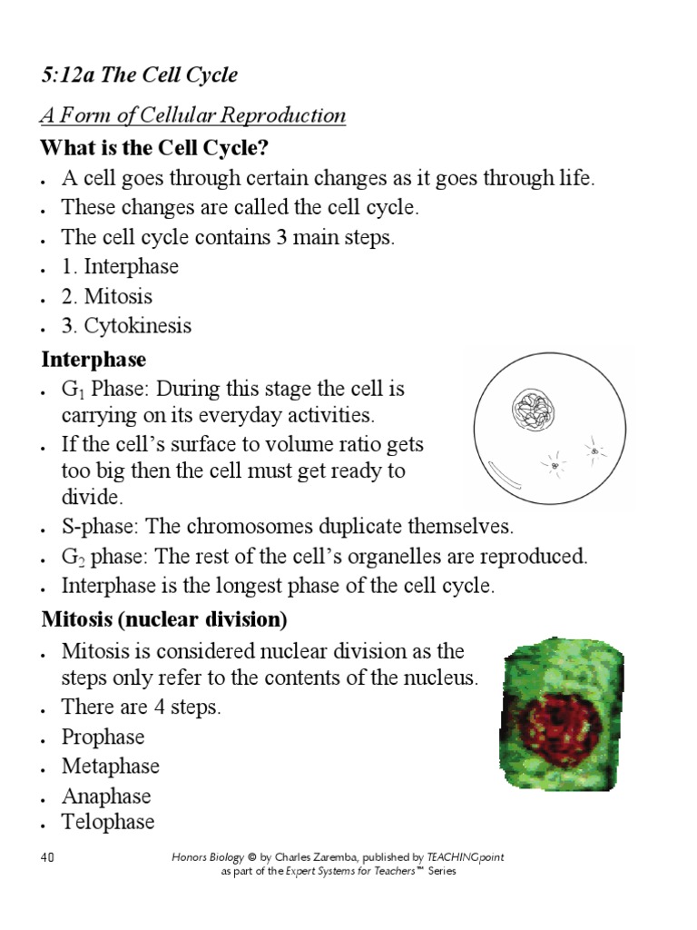 Cell Cycle Notes | PDF