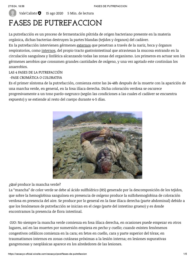 Fases de Putrefaccion | PDF | Descomposición | Tracto gastrointestinal