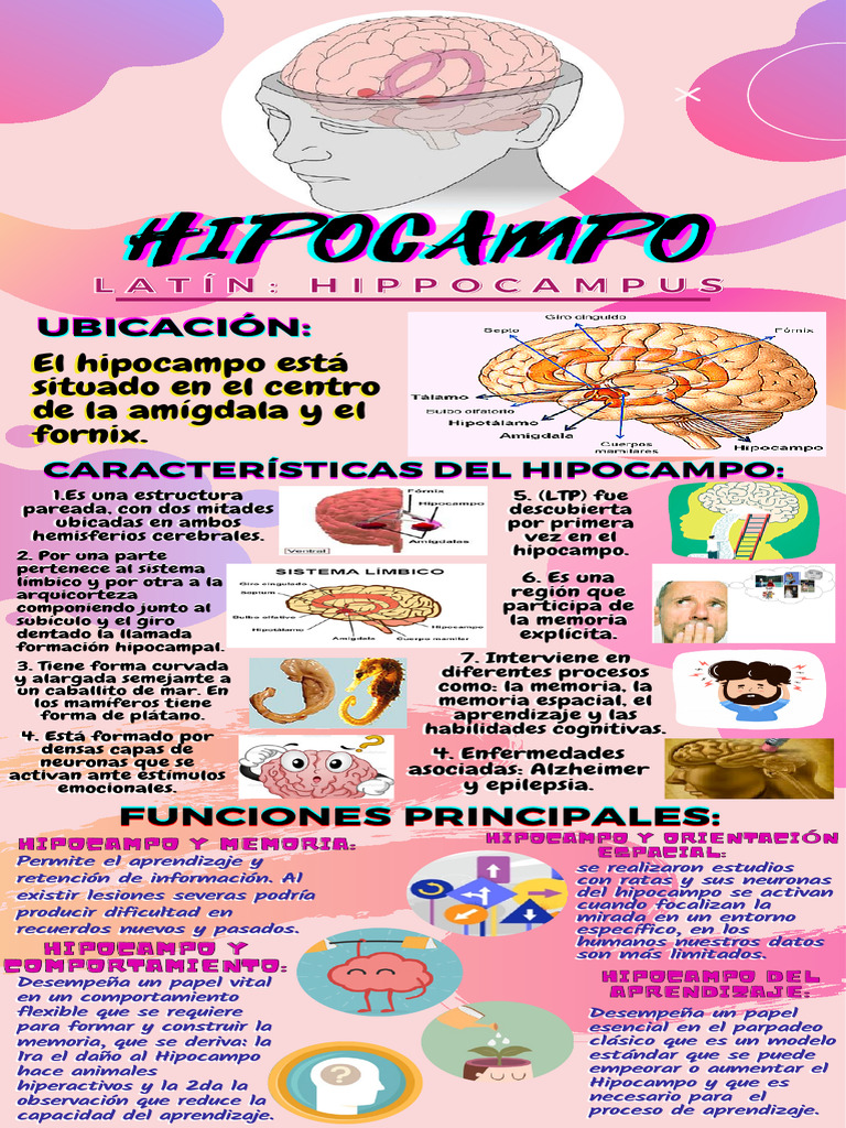 Hipocampo | PDF | Hipocampo | Memoria