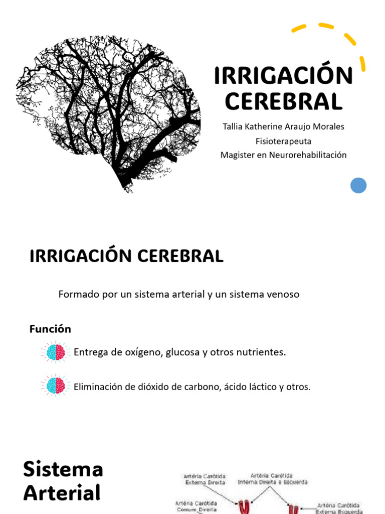 Irrigación Cerebral | PDF | Cerebelo | Cerebro