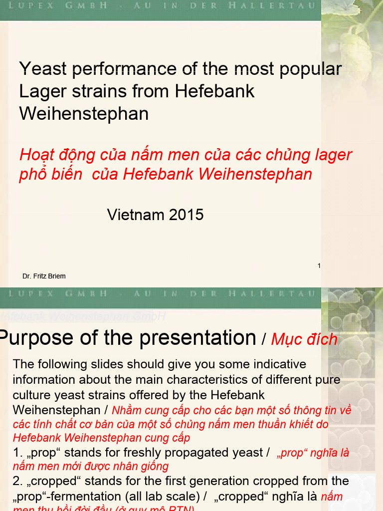 Yeast Strain Evaluation Vietnam | PDF