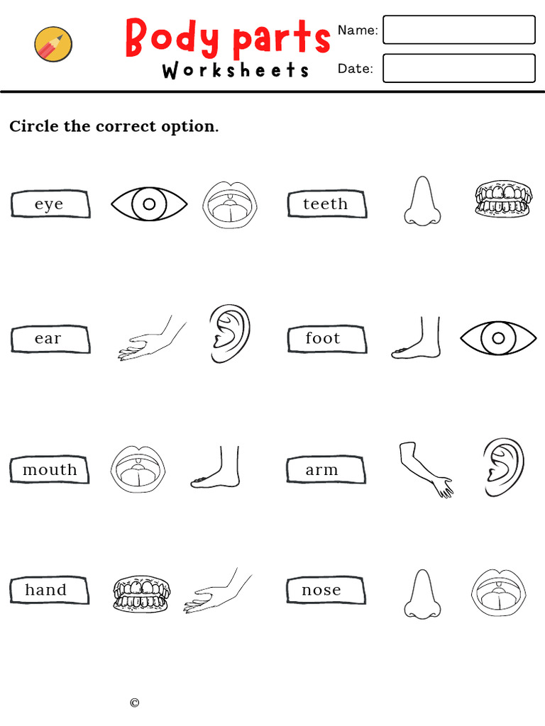 Body Parts Worksheets Circle The Correct Option | PDF