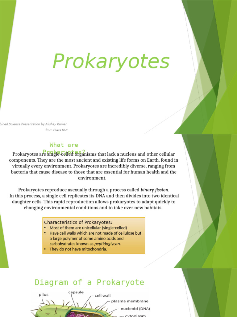 Prokaryotes Powerpoint Presentation by Akshay Kumar 9C | PDF | Cell ...