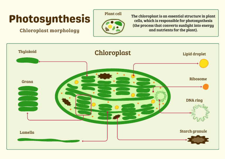 Green Ilustrative Biology Photosynthesis Chloroplast Morphology Poster ...