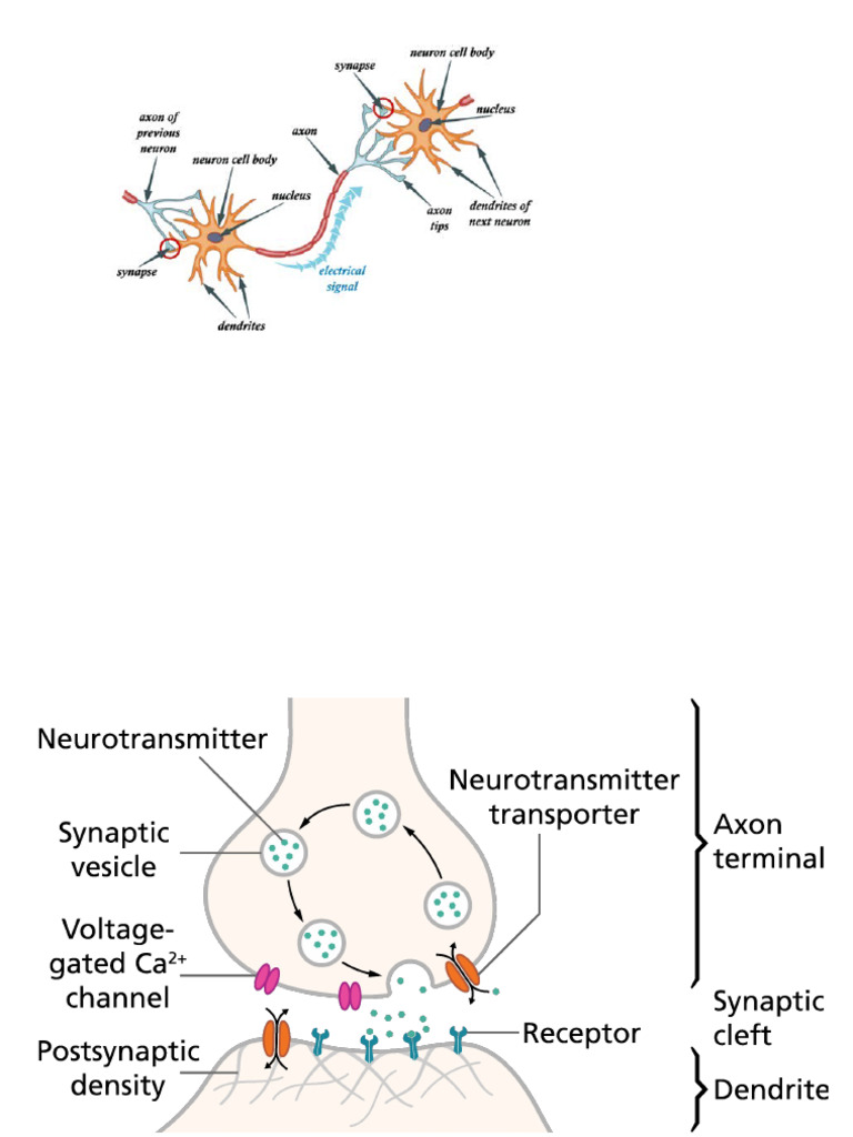 Brain Neuron Communication | PDF