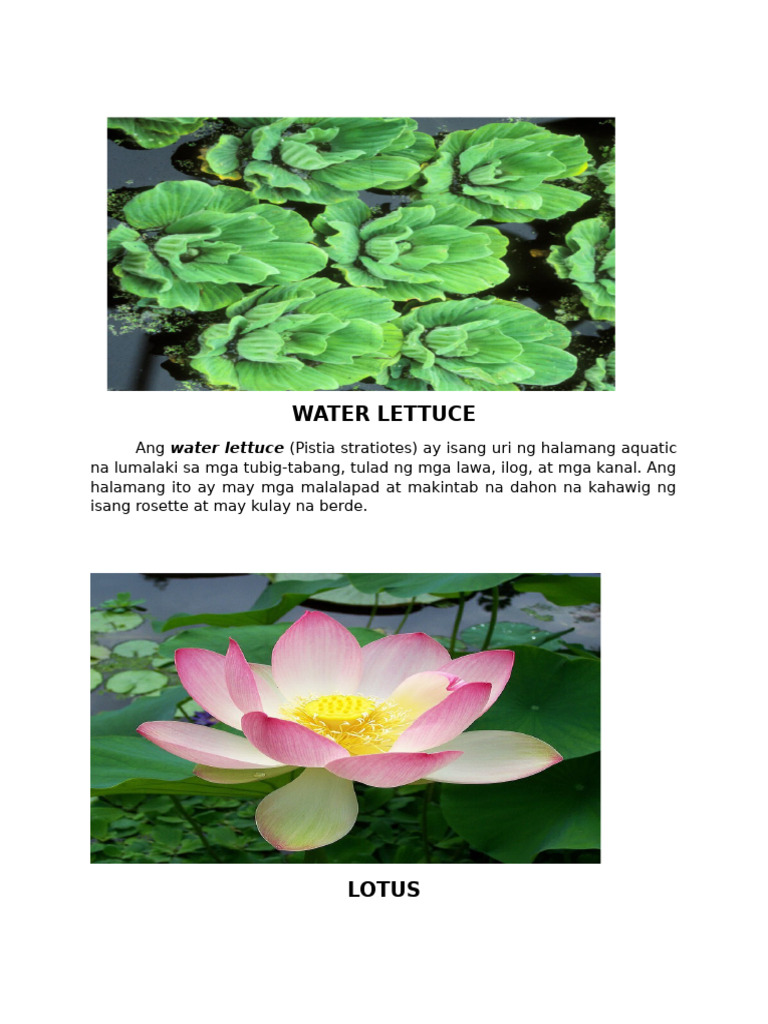 Halamang Ornamental | PDF