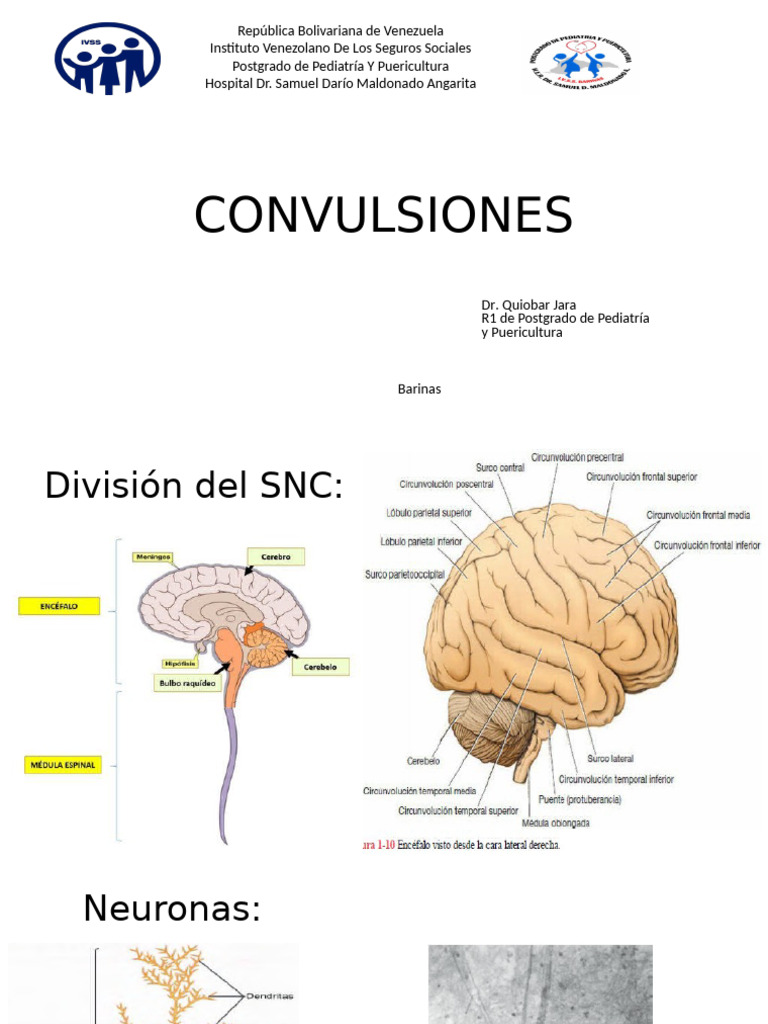 Convulsiones: Tipos, Diagnóstico y Tratamiento | PDF | Epilepsia ...