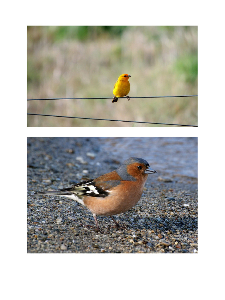 Birds LKG Class 2 | PDF