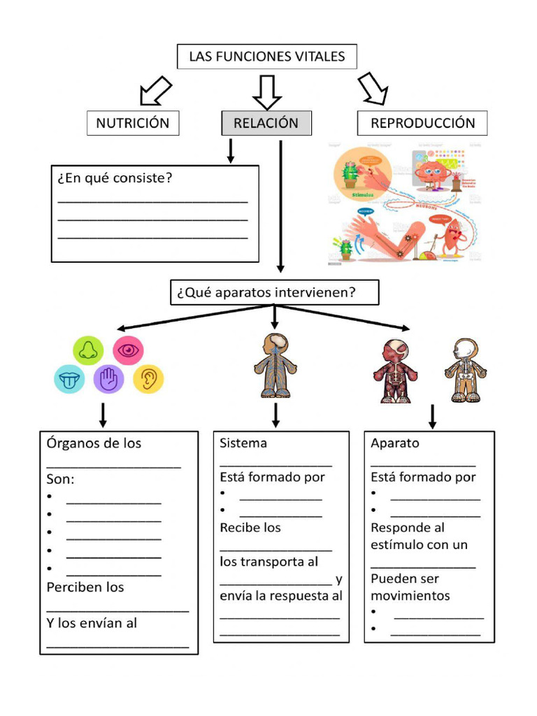 Funciones Vitales de Los Seres Vivos: Relación | PDF