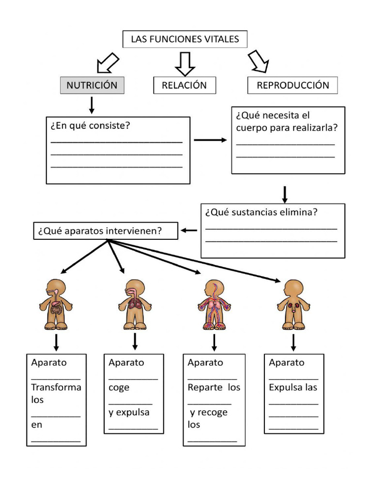 Funciones Vitales de Los Seres Vivos: Nutrición | PDF