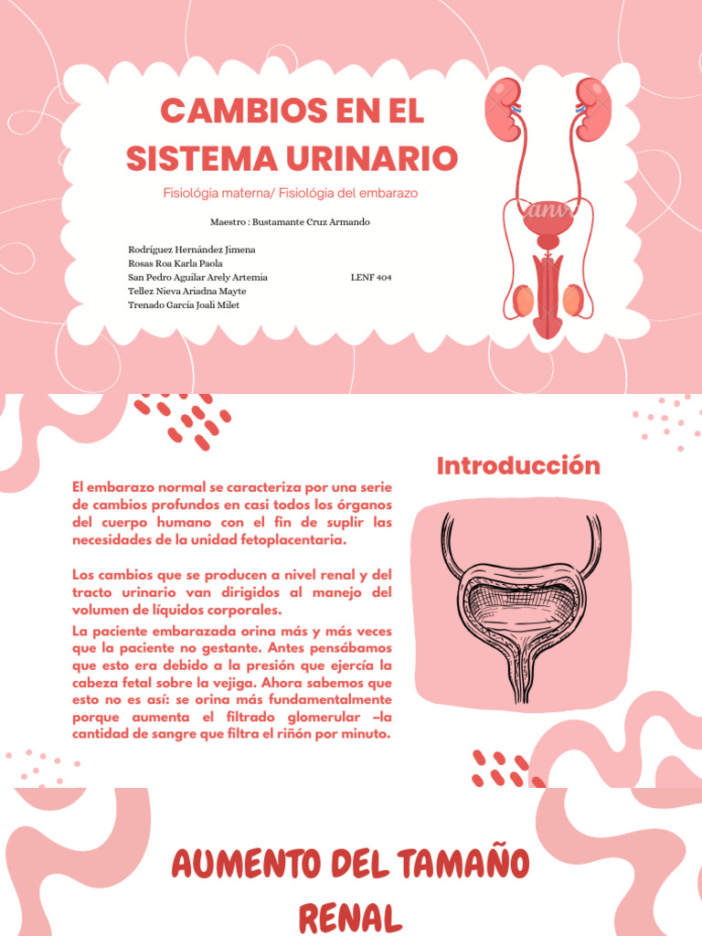Cambios Urinarios en el Embarazo | PDF | El embarazo | Riñón