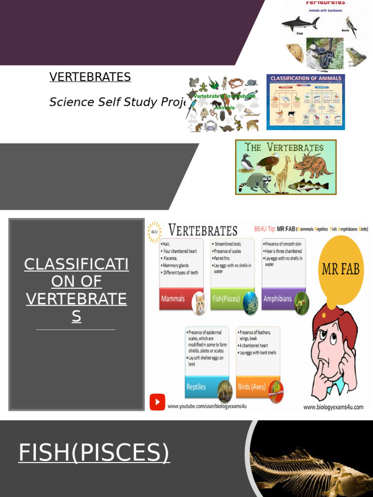 Group 1 VERTEBRATES (1) (Edited Slideshow) | PDF