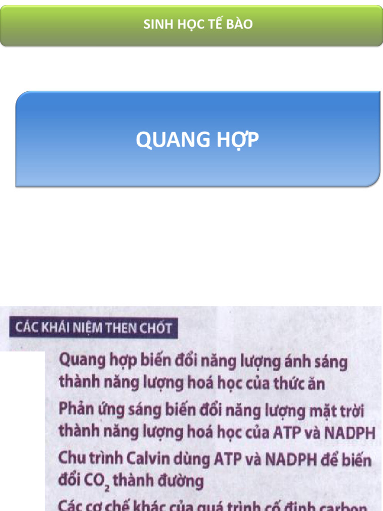 Quang Hop | PDF