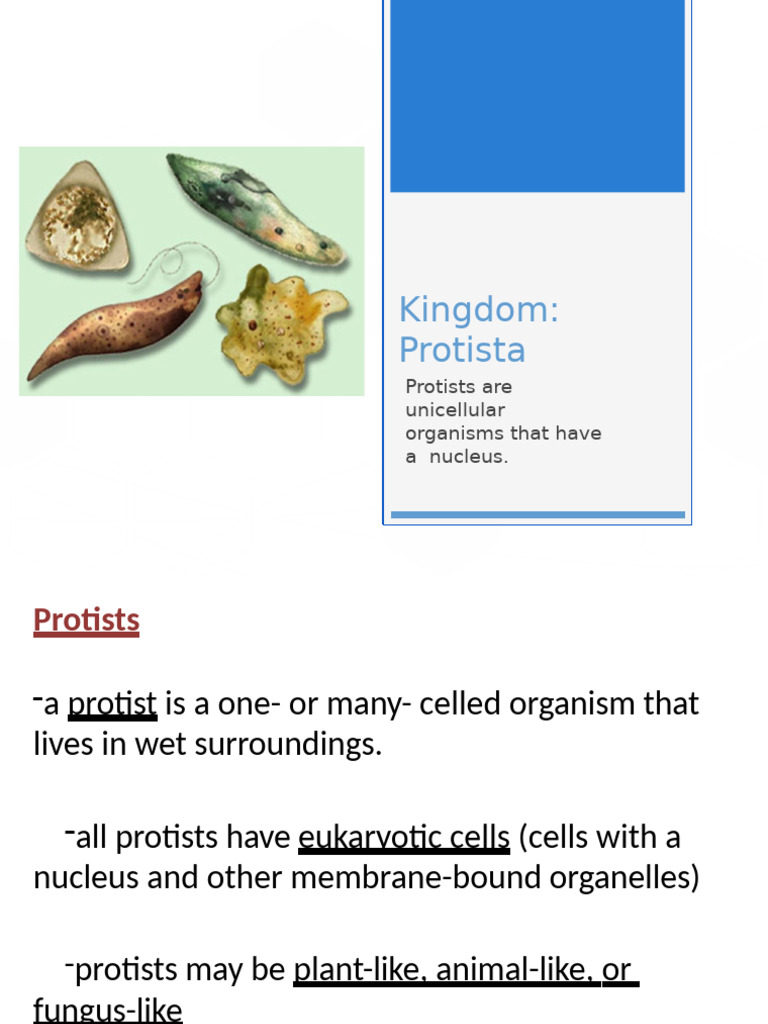 Kingdom Protista & Kingdom Fungi (JR) | PDF | Fungus | Algae
