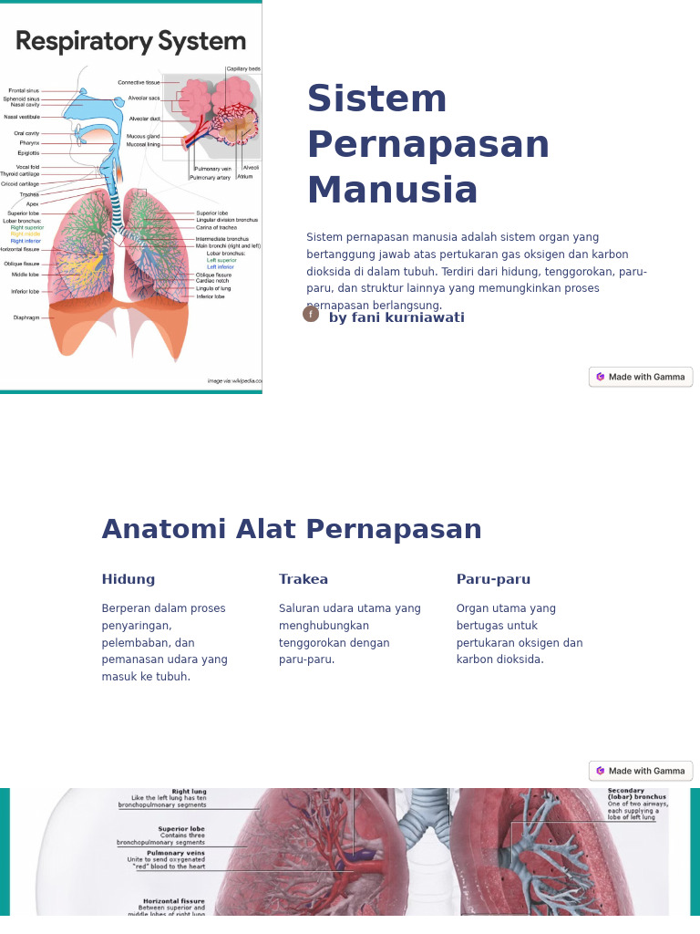Sistem Pernapasan Manusia | PDF