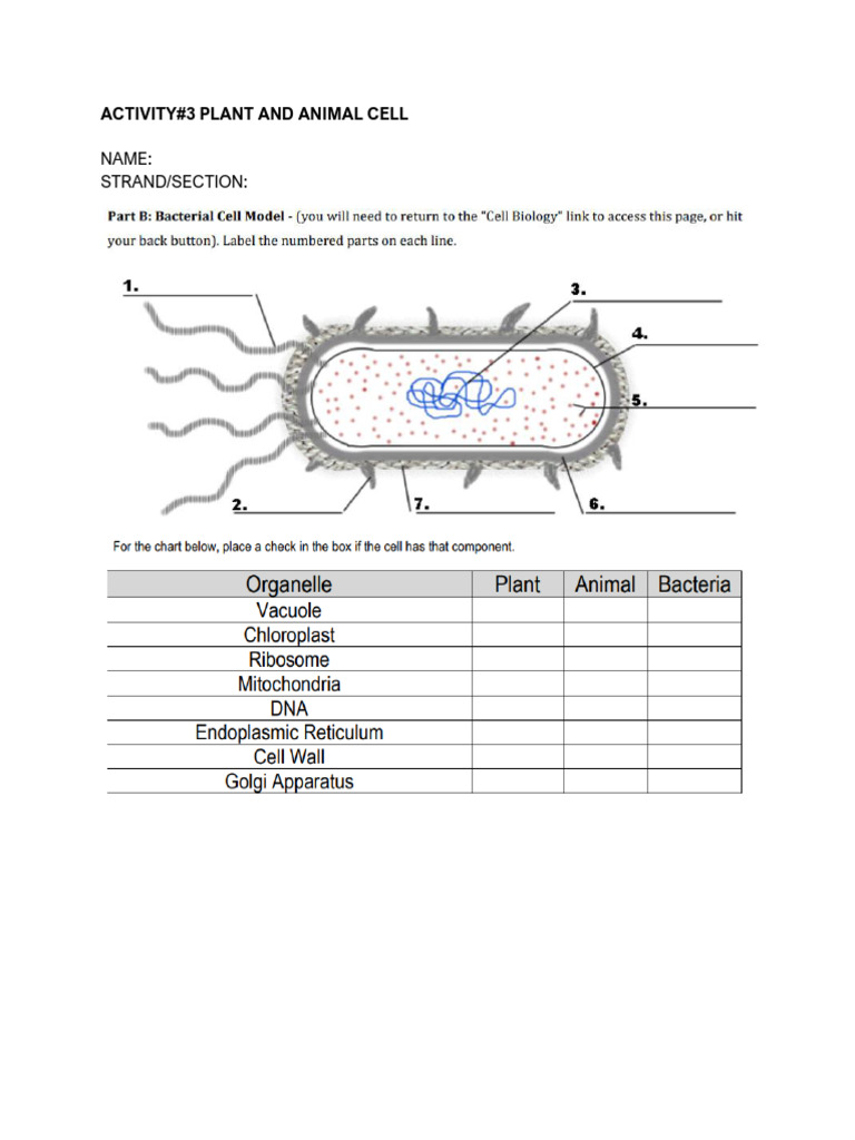 Oct. 16 Plant and Animal Cell Worksheet | PDF