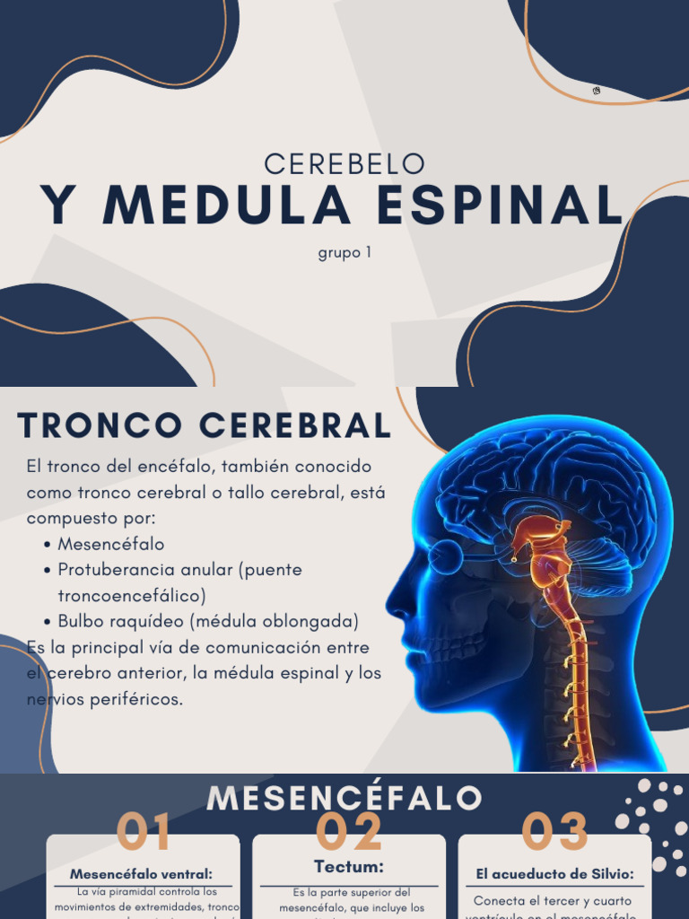 Cerebelo y Medula Espinal | PDF | Médula espinal | Nervio vago
