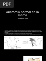 Anatomía y Función de la Mama Femenina | PDF | Pecho | Anatomía humana